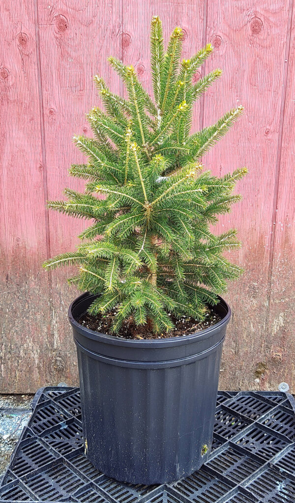 #3 “White Spruce” Picea Glauca – Spencer's Garden Centre