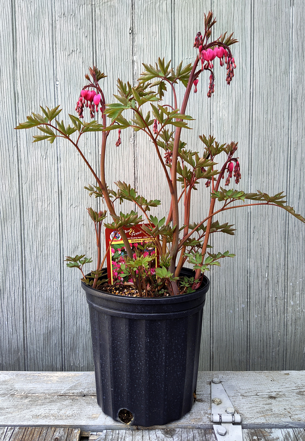 #2 “Bleeding Heart” Spectabilis Dicentra – Spencer's Garden Centre