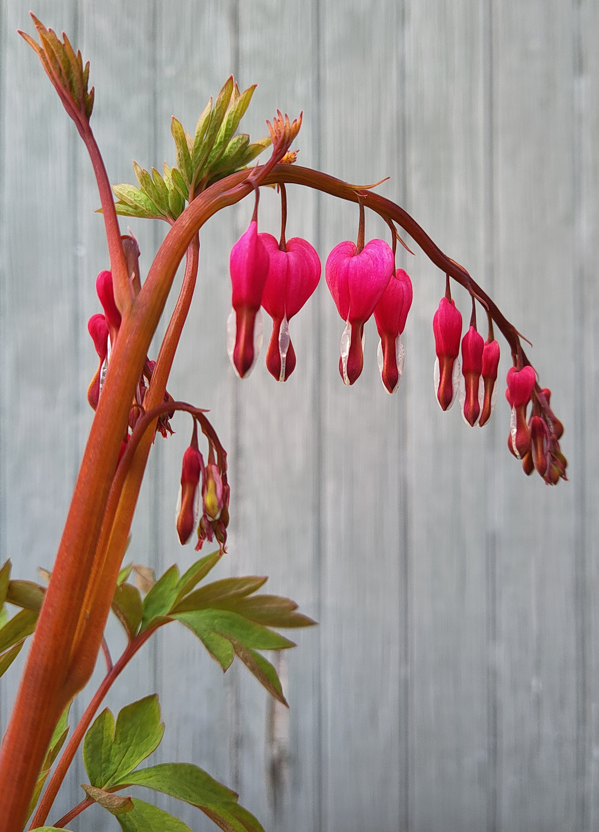 #2 “Bleeding Heart” Spectabilis Dicentra – Spencer's Garden Centre