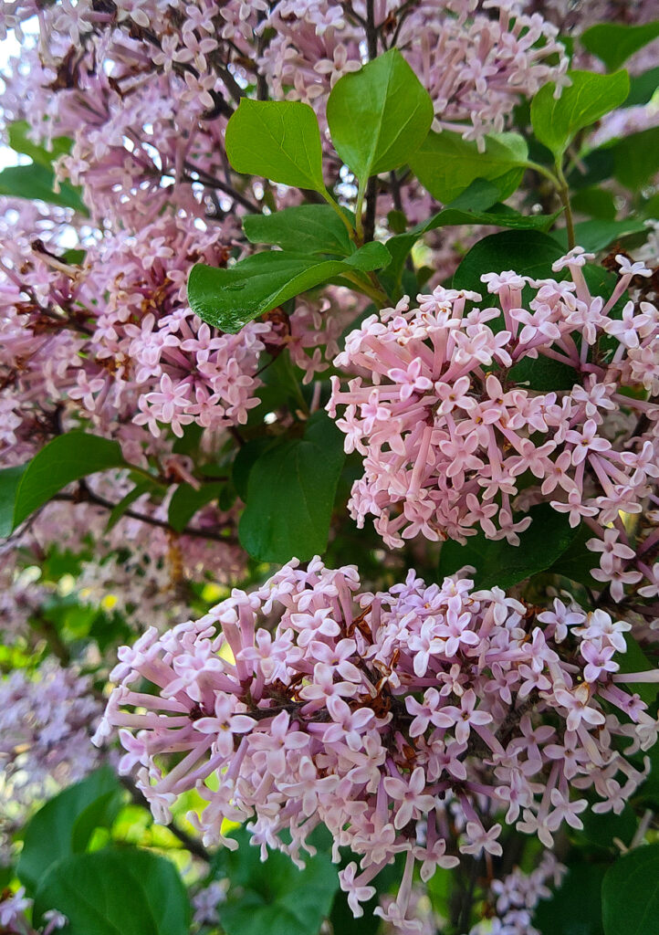 #5 Syringa meyeri ‘Palibin’ Dwarf Korean Lilac Tree – Spencer's Garden ...