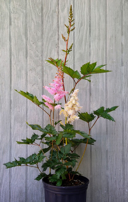 #1 “Ice Cream” Soft Pink Astilbe – Spencer's Garden Centre