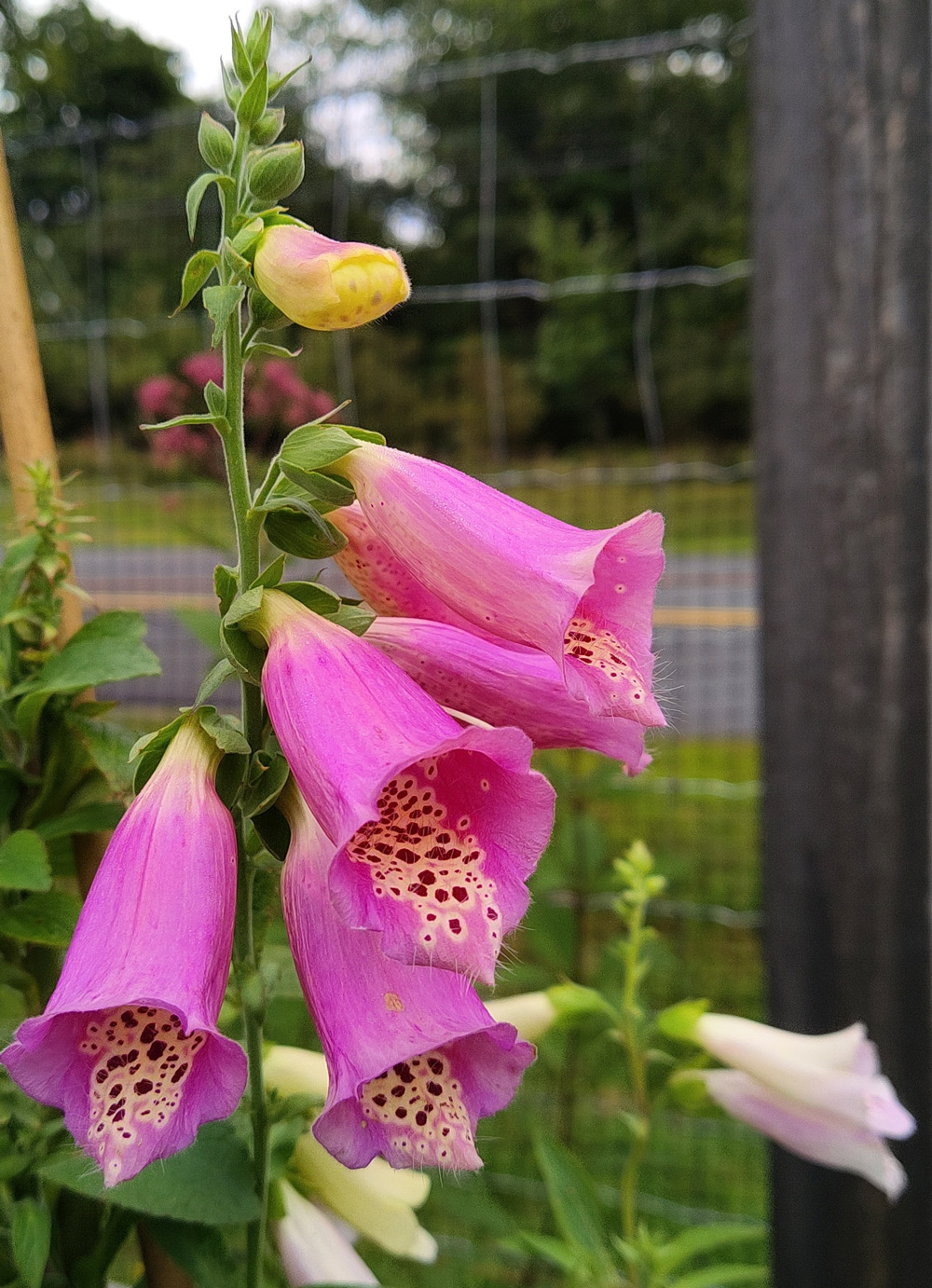 #1 “Foxy Dwarf” Digitalis Foxglove – Spencer's Garden Centre