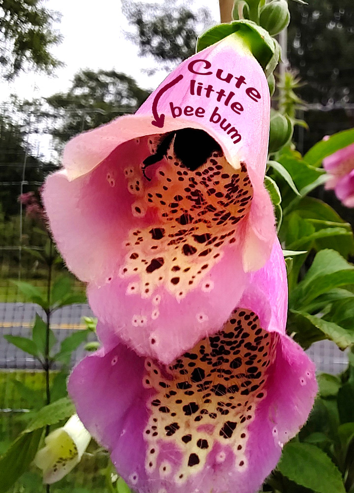 #1 “Foxy Dwarf” Digitalis Foxglove – Spencer's Garden Centre