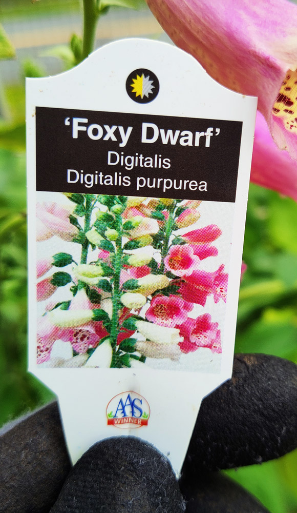 #1 “Foxy Dwarf” Digitalis Foxglove – Spencer's Garden Centre