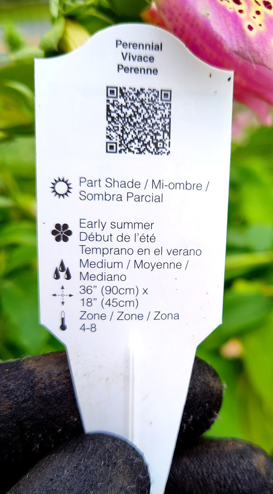 #1 “Foxy Dwarf” Digitalis Foxglove – Spencer's Garden Centre