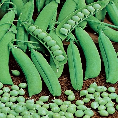 Peas x kg Little Marvel – Spencer's Garden Centre