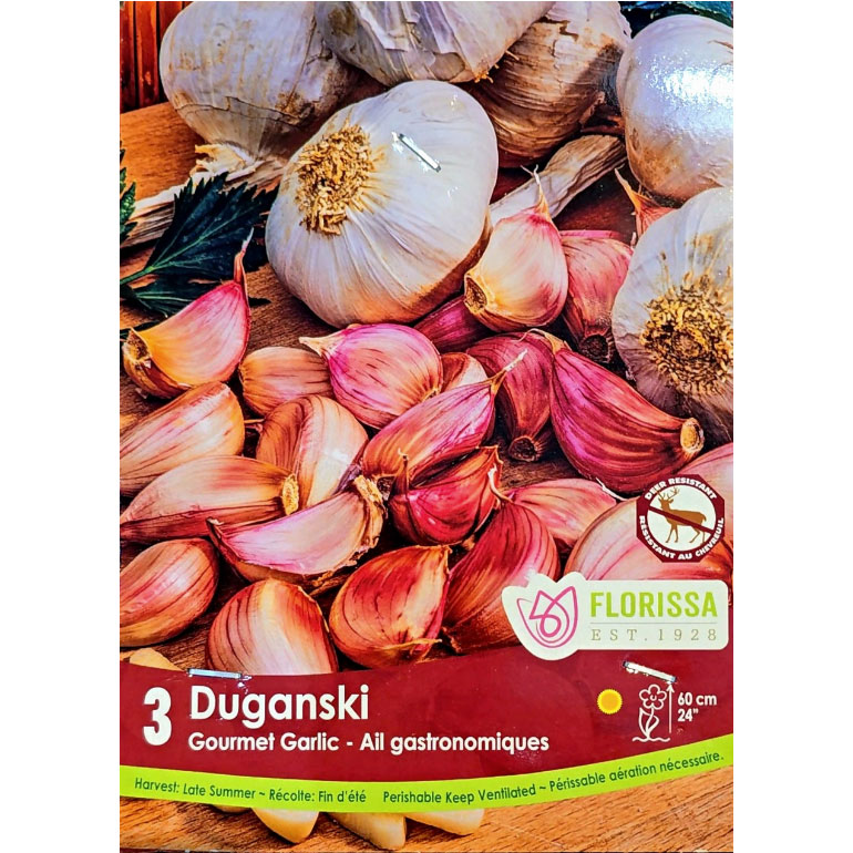 3pk Garlic Bulbs – Duganski – Spencer's Garden Centre
