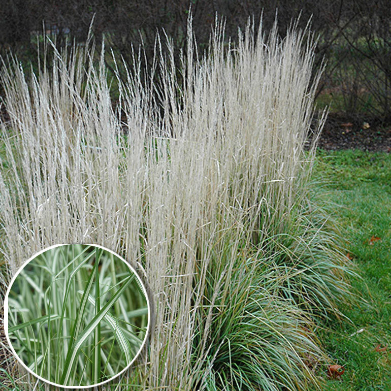 #1 Calamagrostis acutiflora ‘Avalanche’ Feather Reed Grass – Spencer's ...