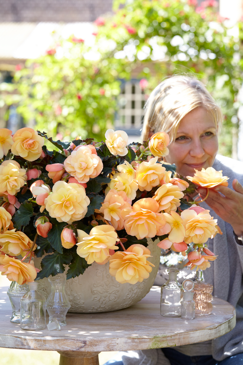 4.5″ Begonia x hybrida Assorted – Spencer's Garden Centre