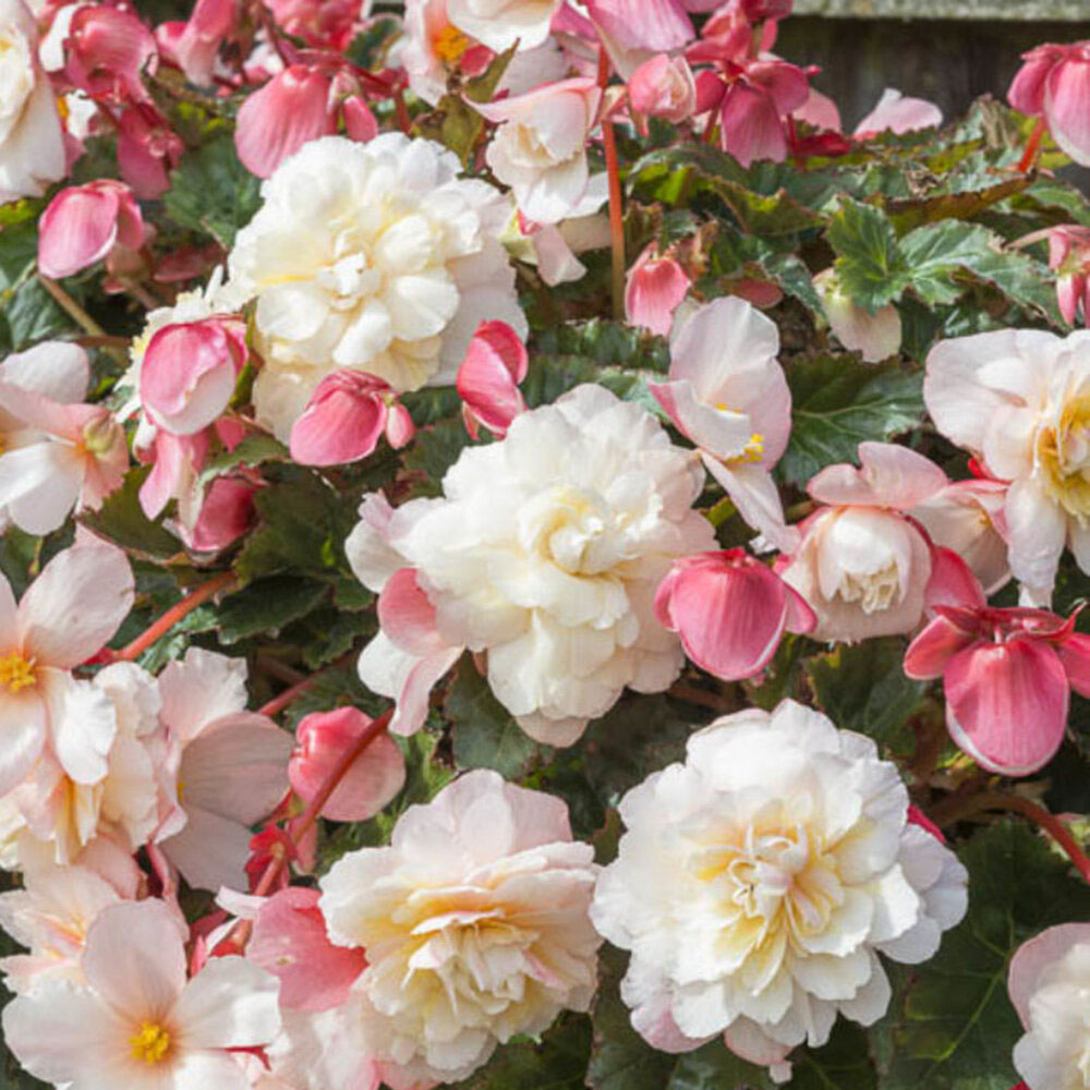4.5″ Begonia x hybrida Assorted – Spencer's Garden Centre