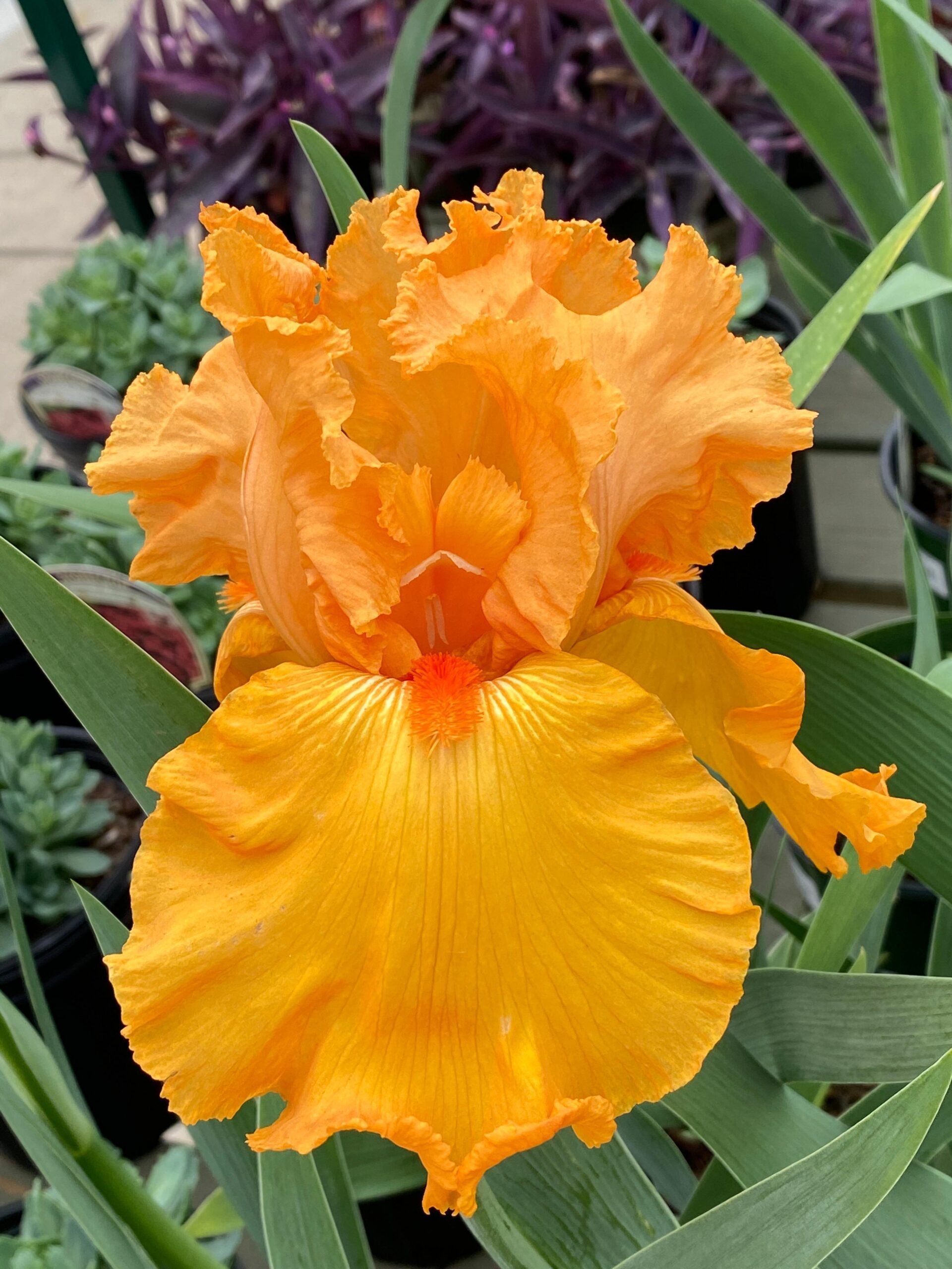 #2 Iris germanica ‘Savannah Sunset’ Bearded Iris – Spencer's Garden Centre